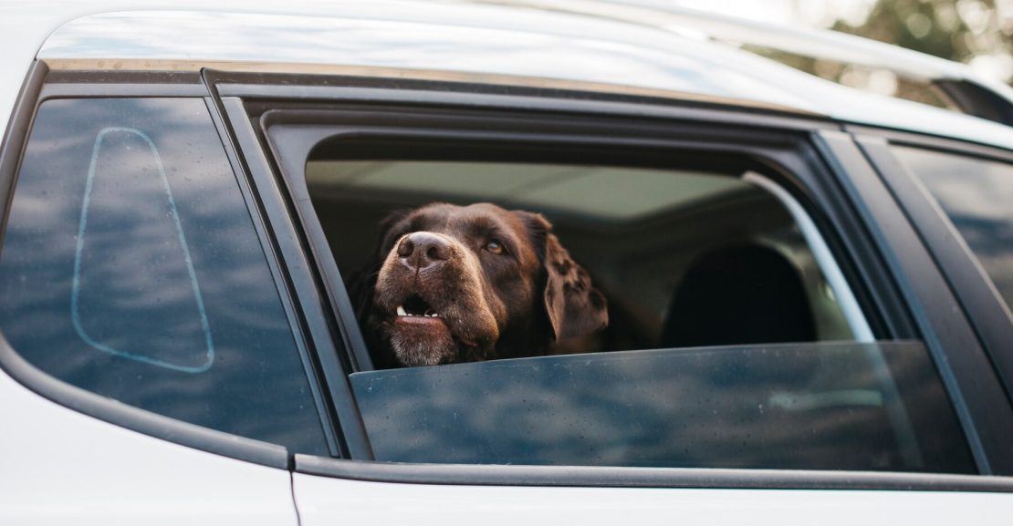 ¿Viajas con tu mascota? Aquí tienes algunos consejos - Autos Iñigo & DVF